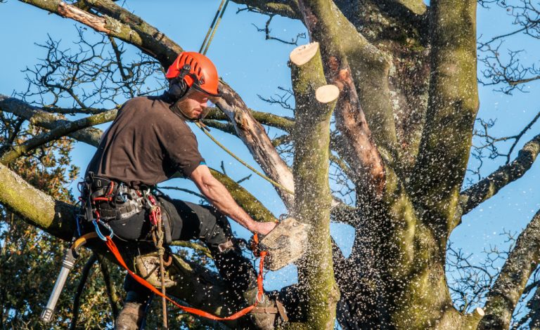 Tree Surgery - Elite Grounds Maintenance